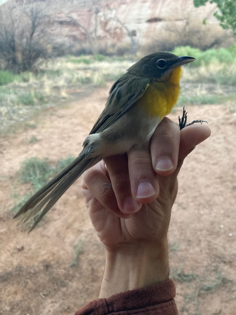 Yellow-breasted Chat from Cisco, UT, US on August 28, 2024 at 06:41 AM ...