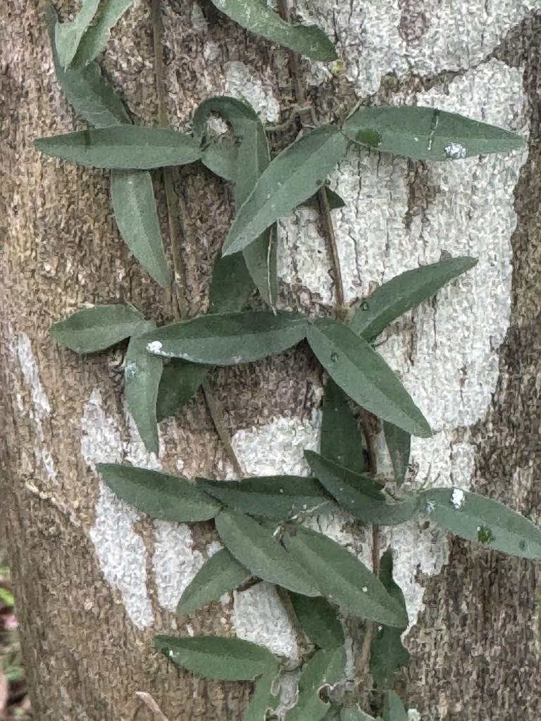 Catclaw vine in November 2024 by Craig Welden · iNaturalist