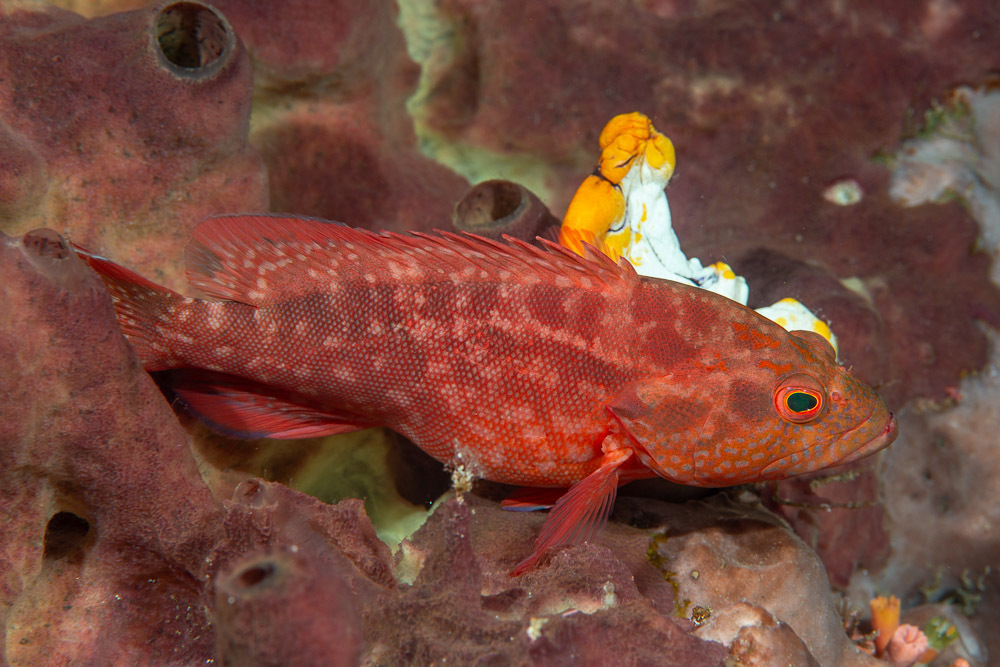 Flagtail Grouper from Manado, Bunaken (Laut), Sulawesi Utara, Indonesia ...