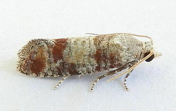 Pitch Pine Tip Moth from Lake County, FL, USA on June 3, 2024 at 09:52 ...