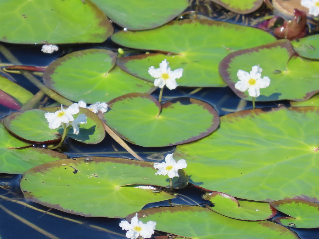Crested Floating Heart from Belle Glade, FL, USA on November 25, 2024 ...
