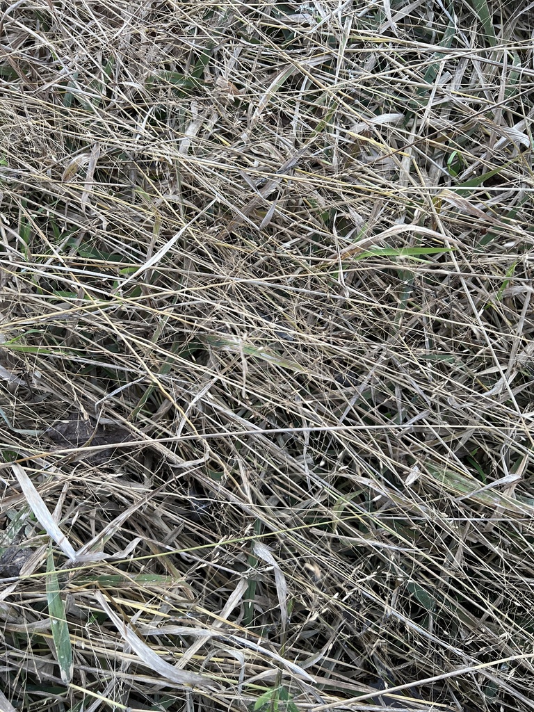 Fall Witchgrass from Townville, Townville, SC, US on November 25, 2024 ...