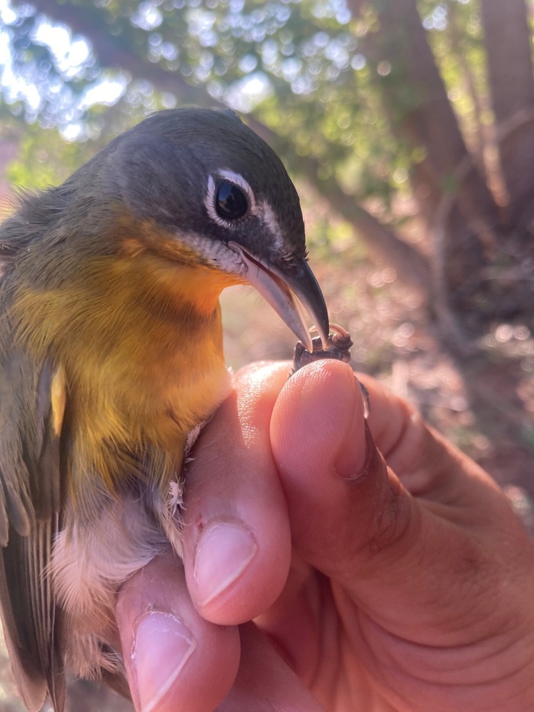 Yellow-breasted Chat from Cisco, UT, US on September 2, 2024 at 08:46 ...
