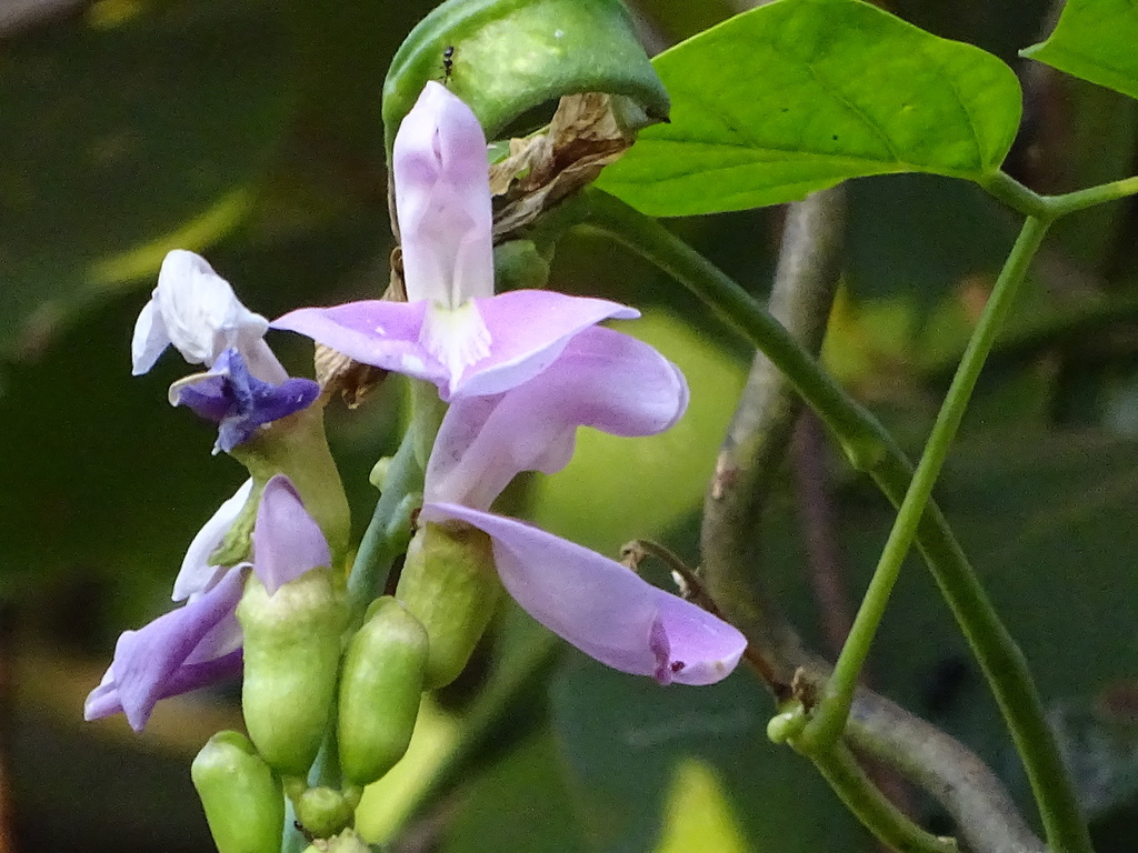 Jack Bean (Canavalia ensiformis) - Botanical Realm