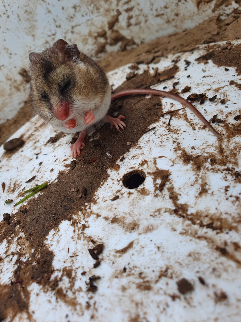 Grey Climbing Mouse from Cape Agulhas Municipality, South Africa on ...