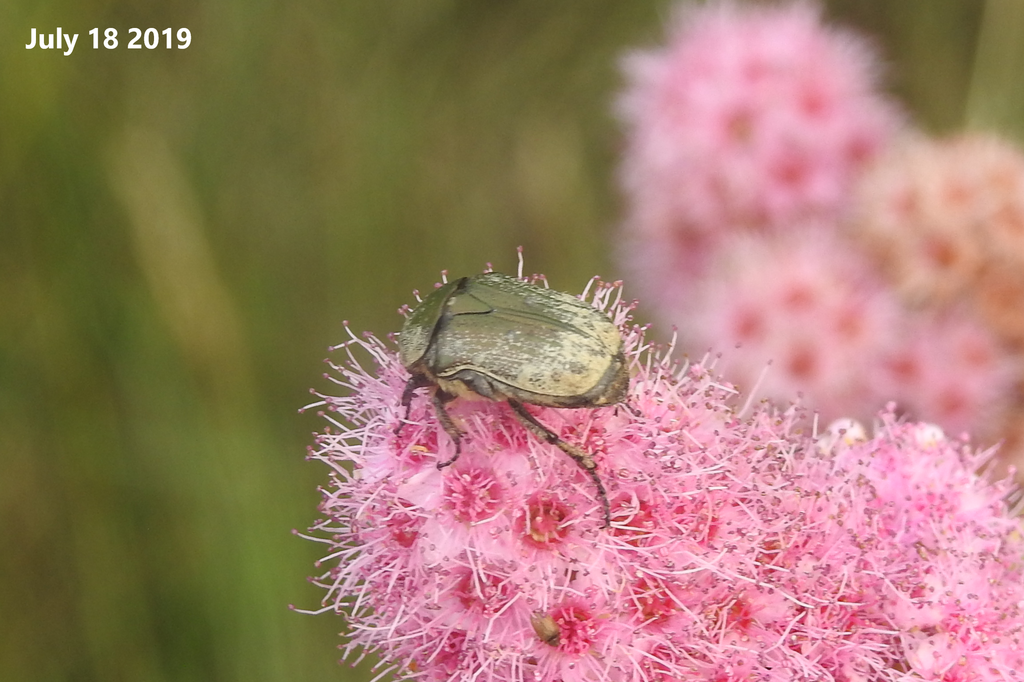Blue Flower Chafer from 800 Bonghwa-ro, Anheung-myeon, Hoengseon ...