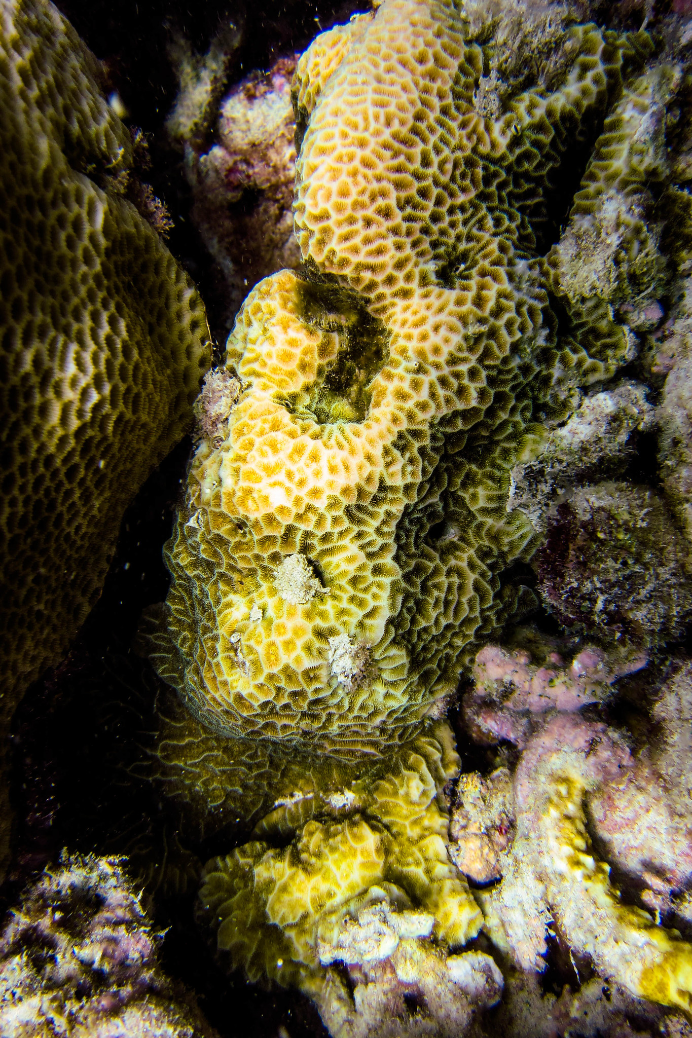 Pavona venosa (Ehrenberg, 1834)