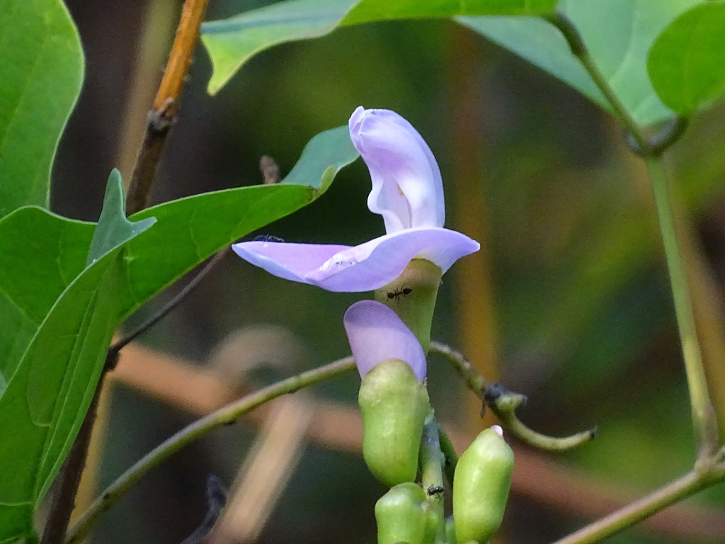 Jack Bean (Canavalia ensiformis) - Botanical Realm