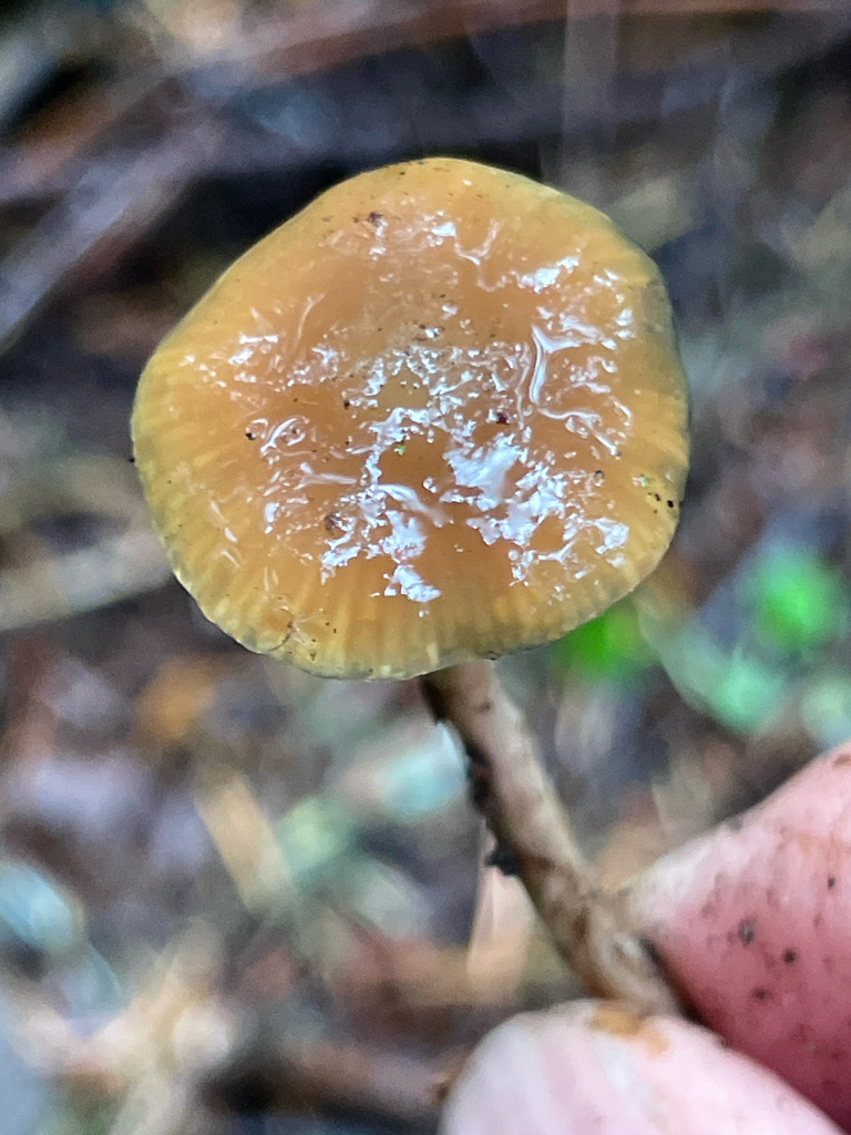 Wavy Cap in November 2024 by ym_wang_pnw · iNaturalist