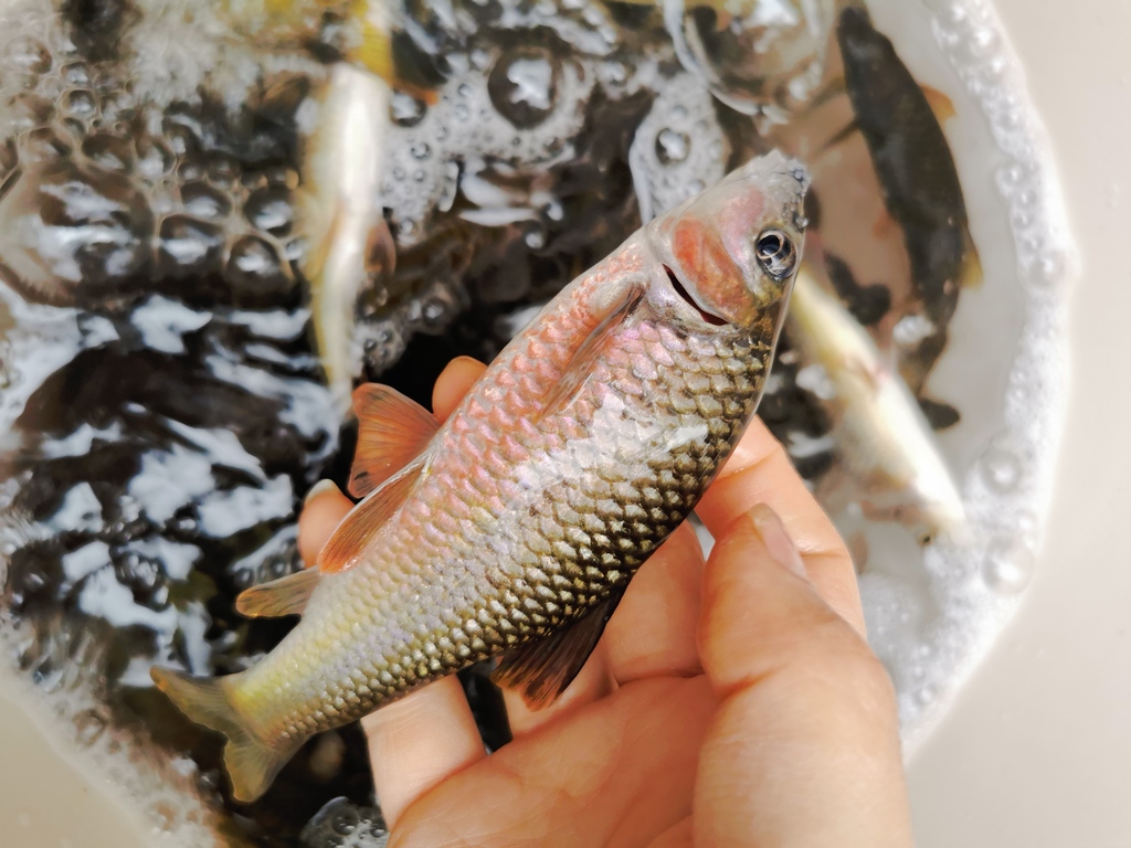 Acrossocheilus from 中国湖南省永州市东安县 on November 26, 2024 at 08:42 AM by ...