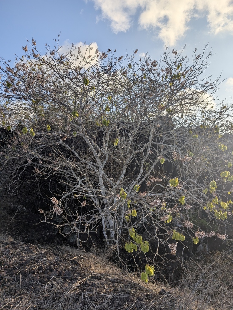 Stinkwood (Piscidia carthagenensis) - Botanical Realm