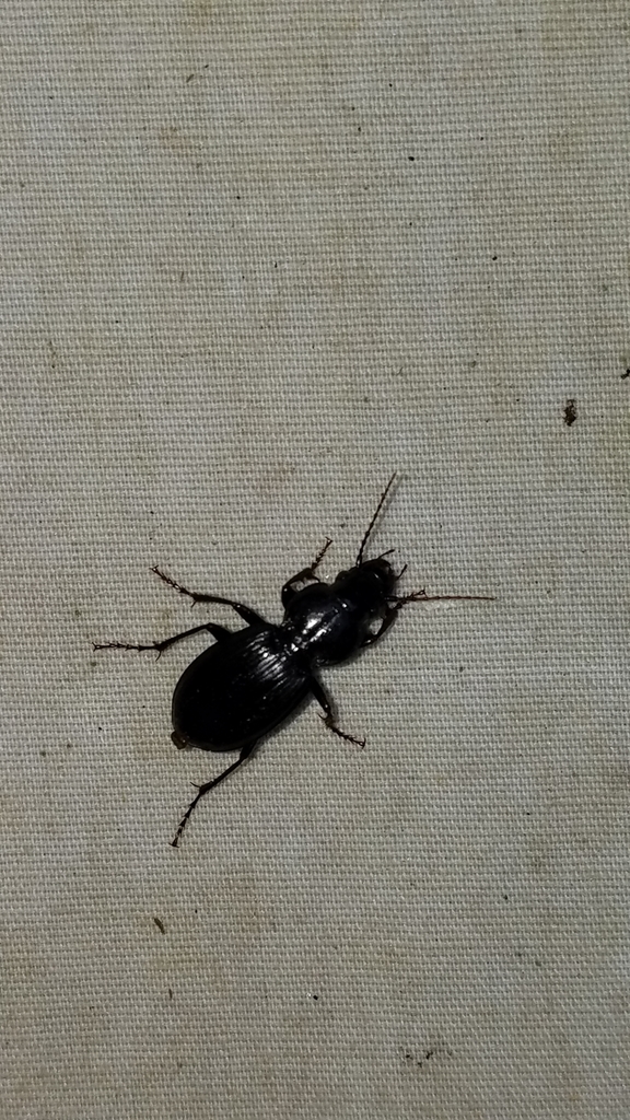 Cyclotrachelus sodalis from Brooktondale, NY 14817, USA on July 18 ...