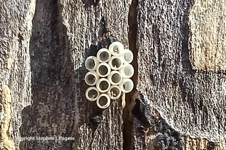 Telenominae from West Monroe, LA, USA on November 24, 2024 at 10:48 AM ...