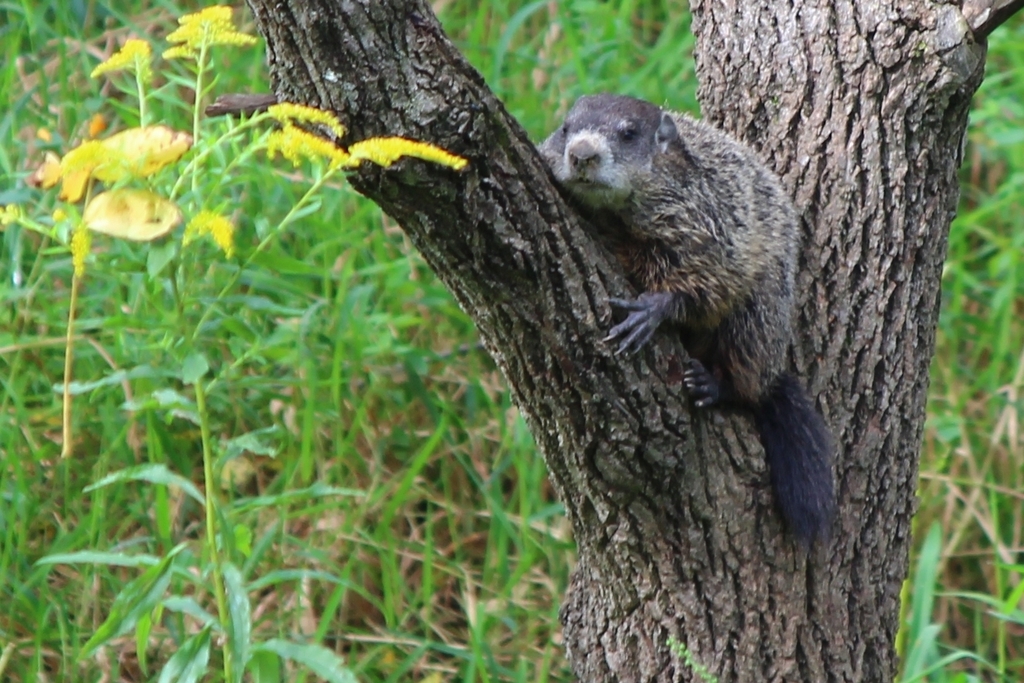 Groundhog from Washington County, PA, USA on September 6, 2014 at 11:25 ...