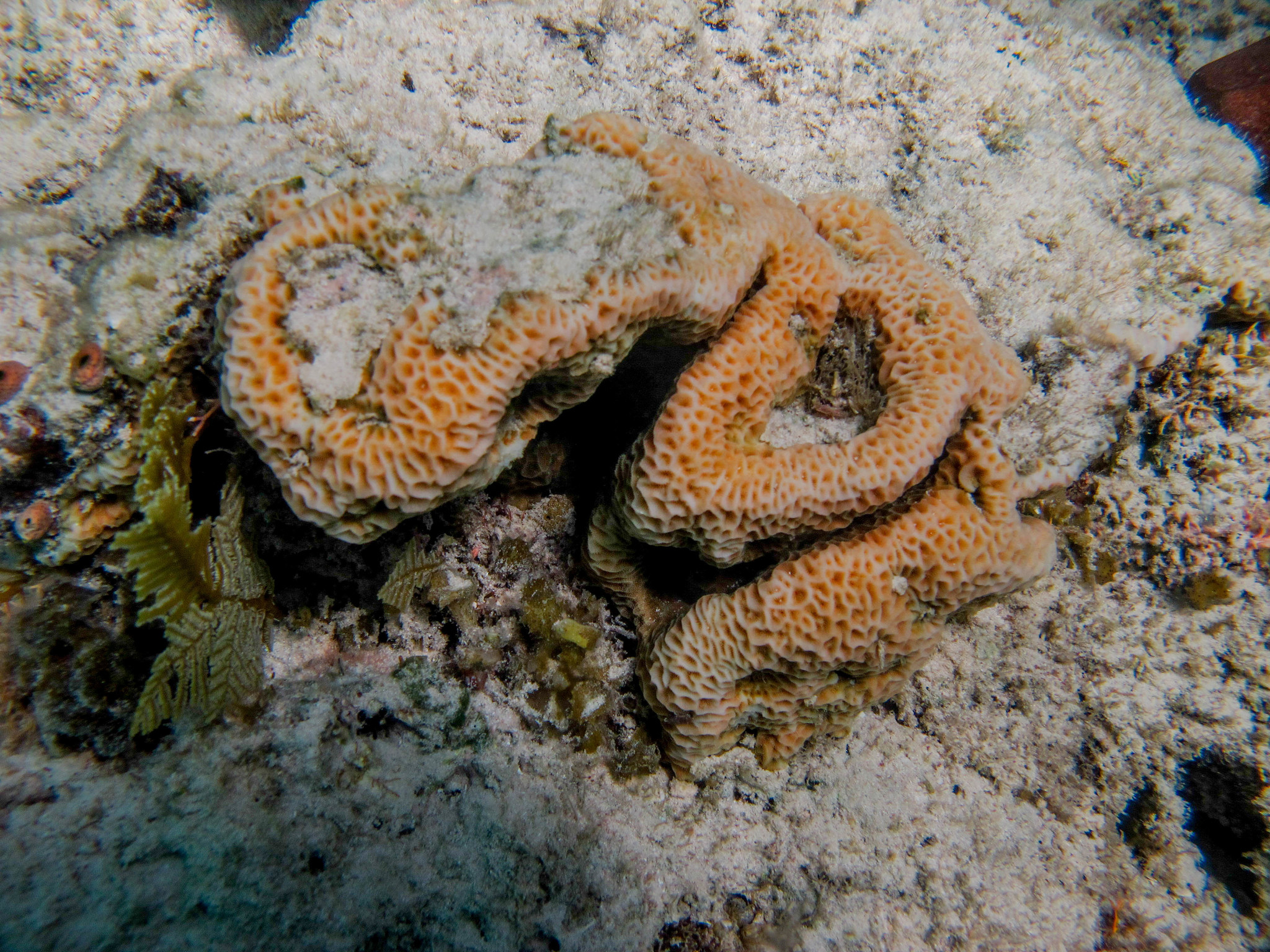 Pavona venosa (Ehrenberg, 1834)