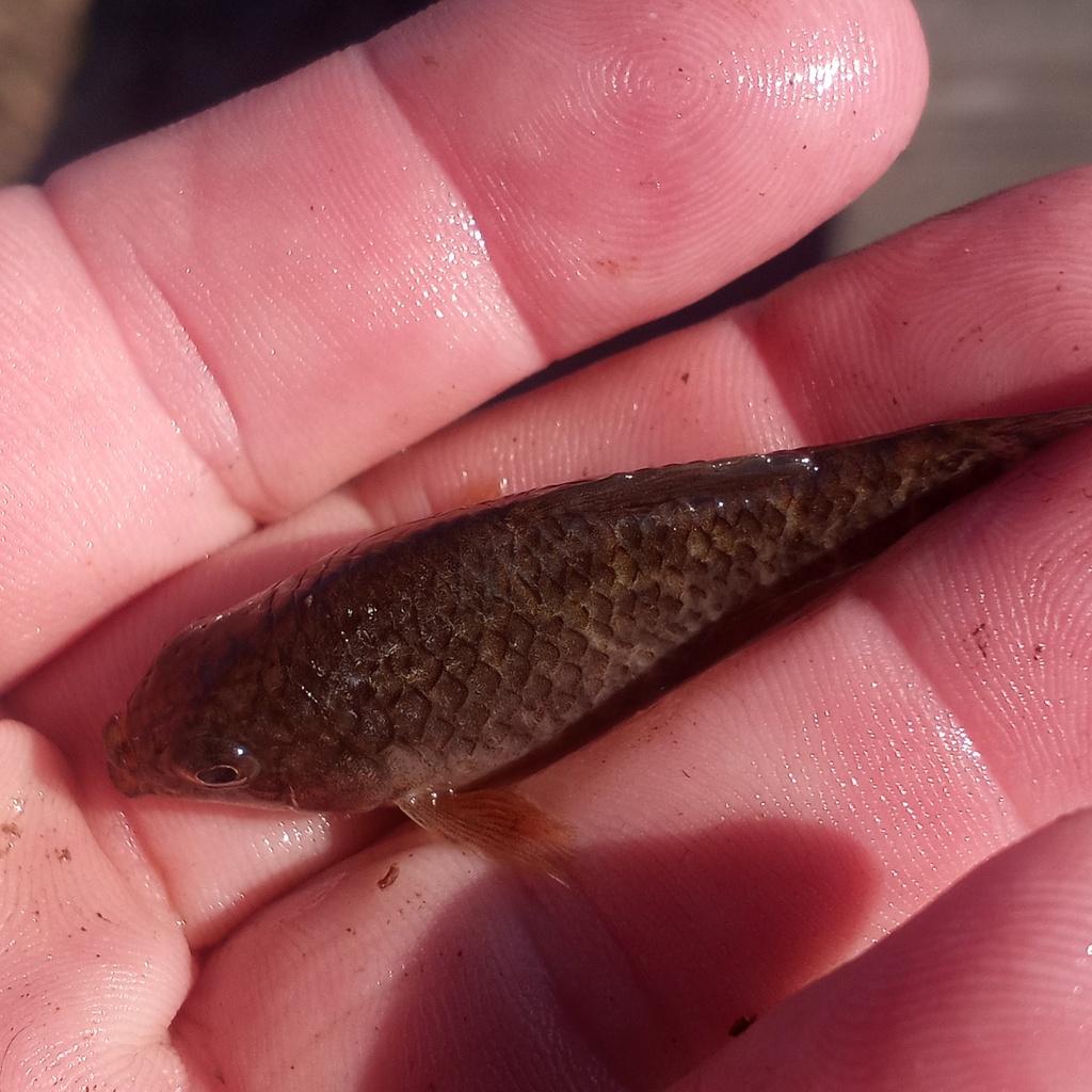Sheepshead Minnow from Dames Quarter, MD, USA on November 25, 2024 at ...