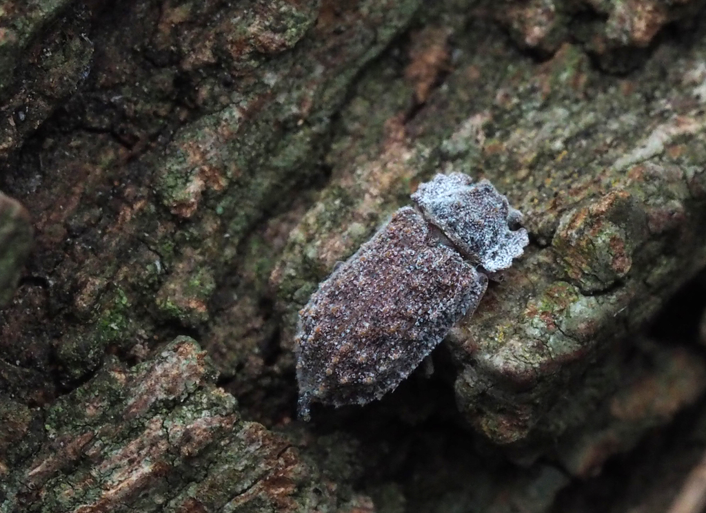 Pristoderus antarcticus from Oropi 3173, New Zealand on November 25 ...