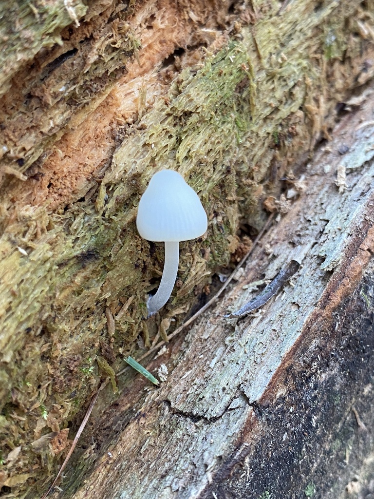 Bonnets in November 2024 by Jim Oehmke · iNaturalist