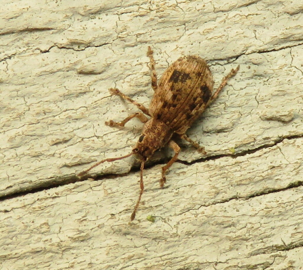Peach Root Weevil from Northish Framingham, MA, USA on November 01 ...