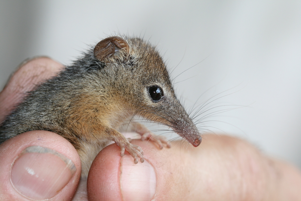 Honey Possum (Tarsipes rostratus) - Know Your Mammals