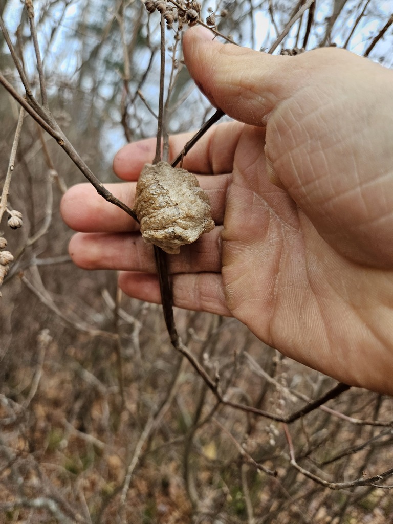 Chinese Mantis from Voluntown, CT, USA on February 11, 2024 at 03:31 PM ...