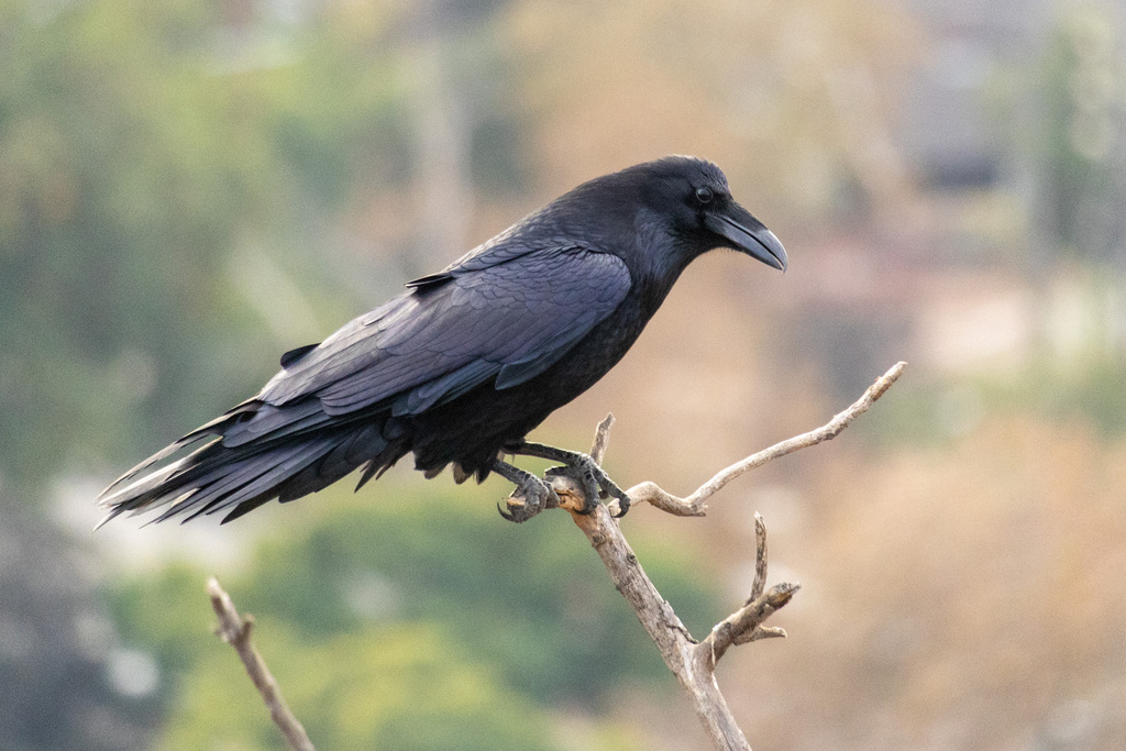 Common Raven from Montecito Heights, Los Angeles, CA, USA on November ...
