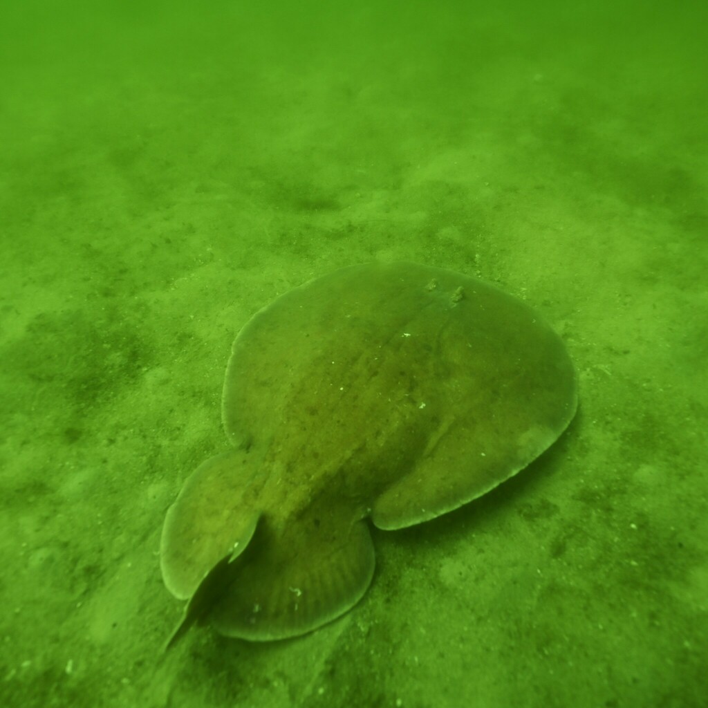 Coffin Ray from Sydney NSW, Australia on November 26, 2024 at 08:51 AM ...