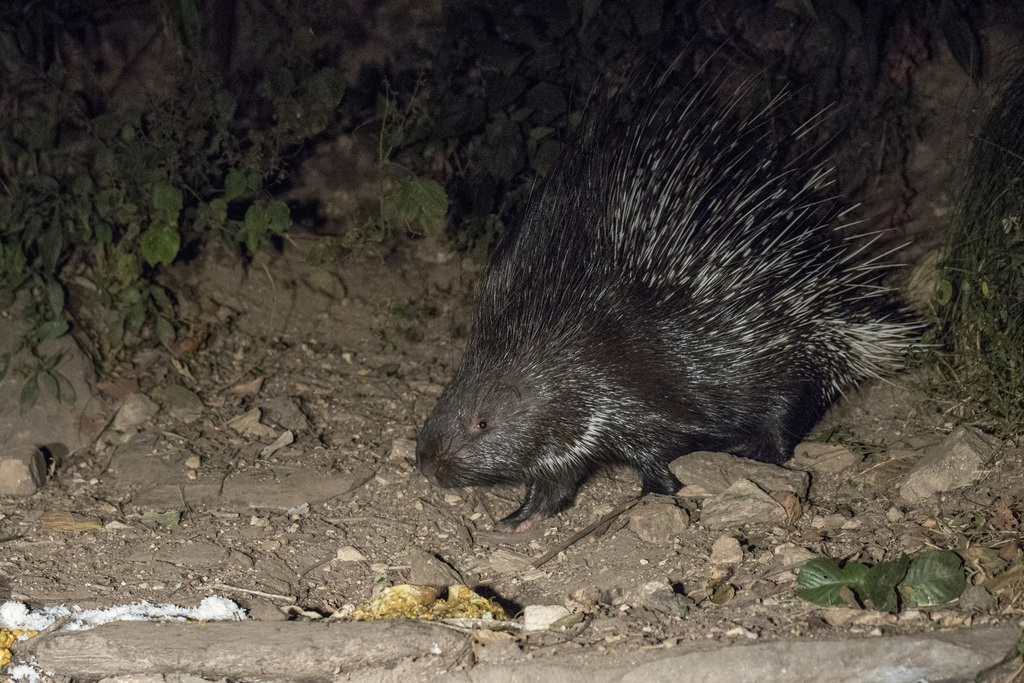 Indian Crested Porcupine from Hotel Snowview Kanda Road Pothibasa ...