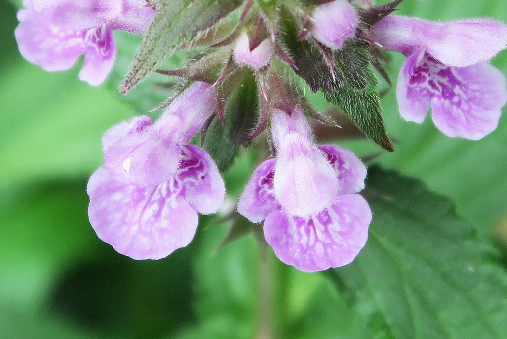 Marsh Woundwort from Zuid-Holland, Nederland on July 18, 2019 at 12:00 ...