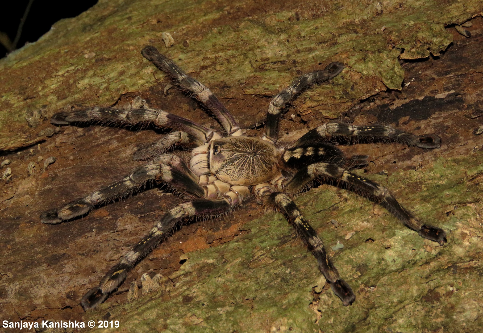 Poecilotheria Subfusca Lowland