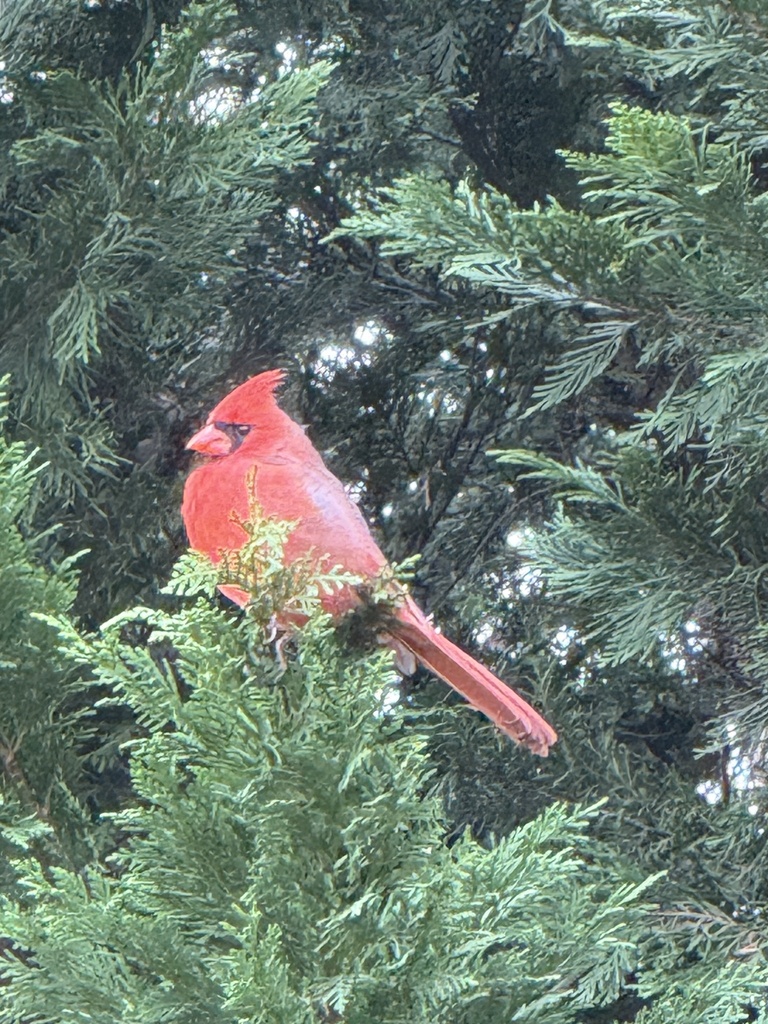 Northern Cardinal in November 2024 by Sophie S. The beautiful chalk ...
