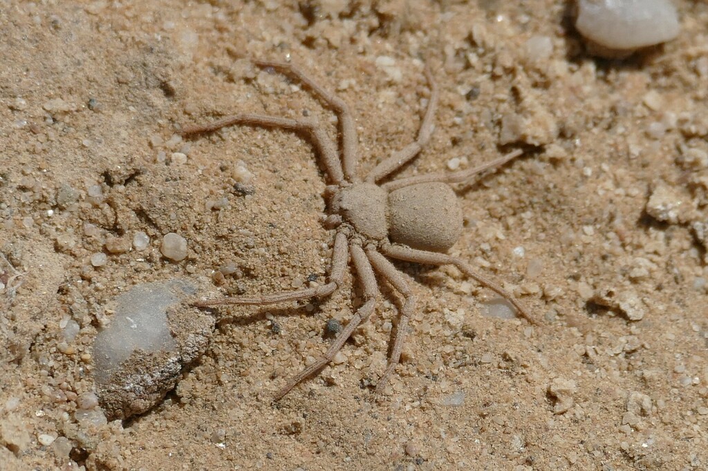 African Six-eyed Sand Spiders from Namib desert area Wlotzkasbaken ...