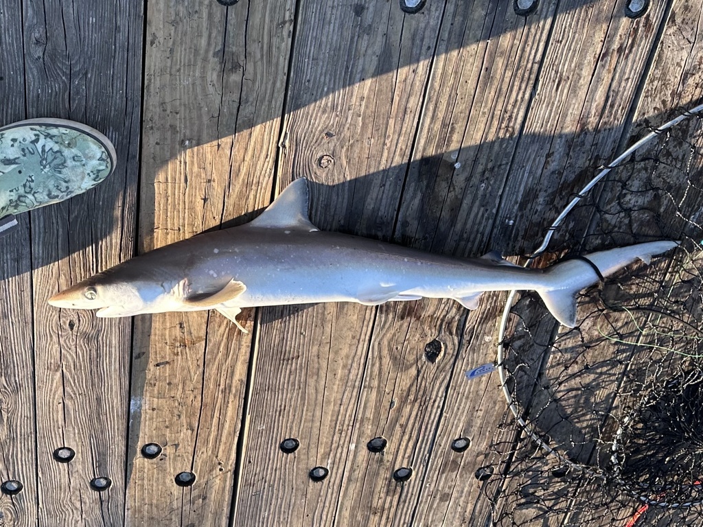 Atlantic Sharpnose Shark from North Atlantic Ocean, Jacksonville Beach ...