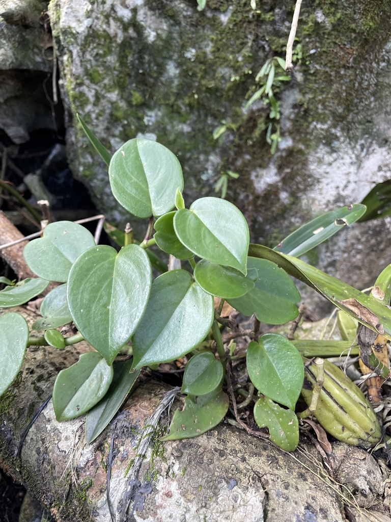 radiator plants from Cuauhtemoc, Córdoba, Ver., MX on November 22, 2024 ...