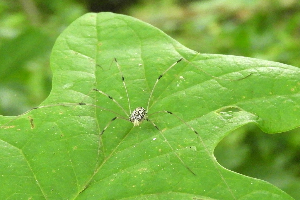 Eastern Harvestman from Reston, VA, USA on June 9, 2021 at 10:10 AM by ...
