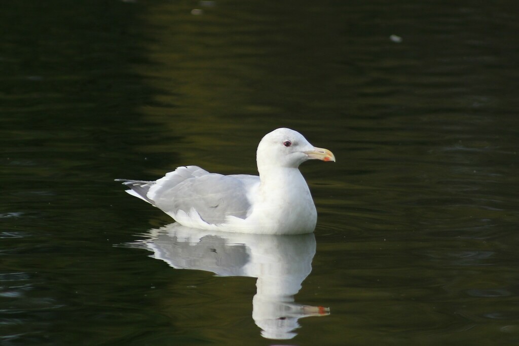 Cook Inlet Gull from Golden Gate Park, San Francisco, CA, USA on ...