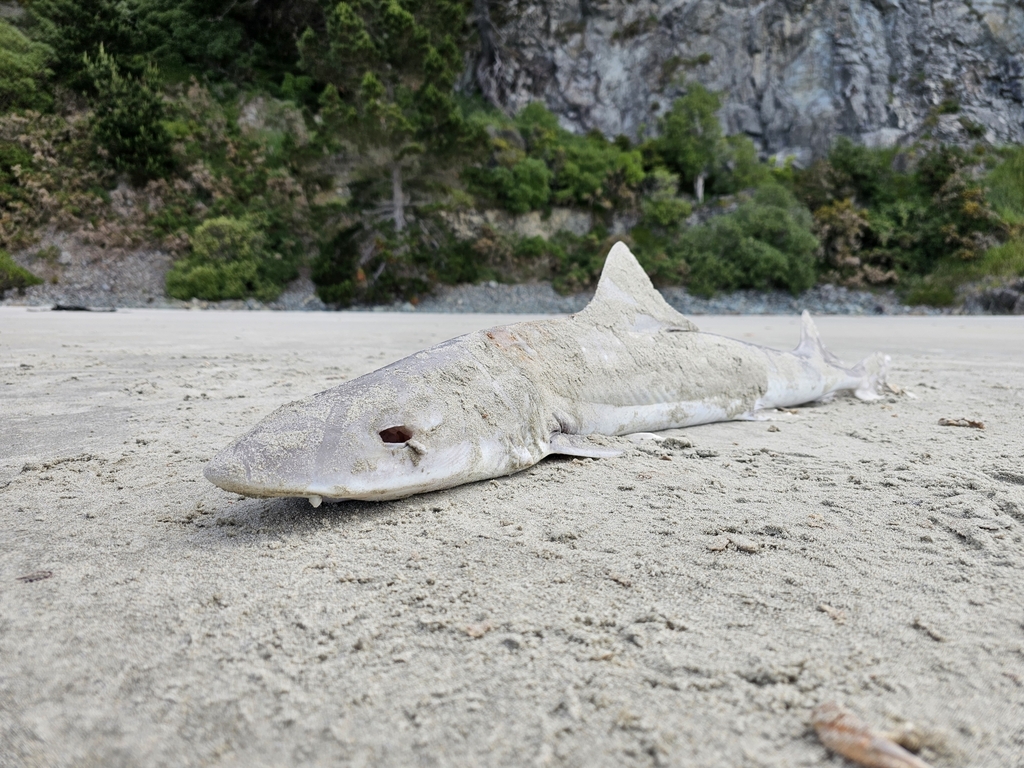 Spotted Estuary Smooth-hound from Otago, New Zealand on November 23 ...