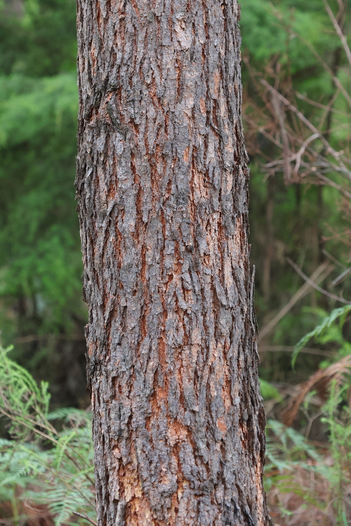 Silvertop Ash from Launching Place VIC 3139, Australia on November 25 ...