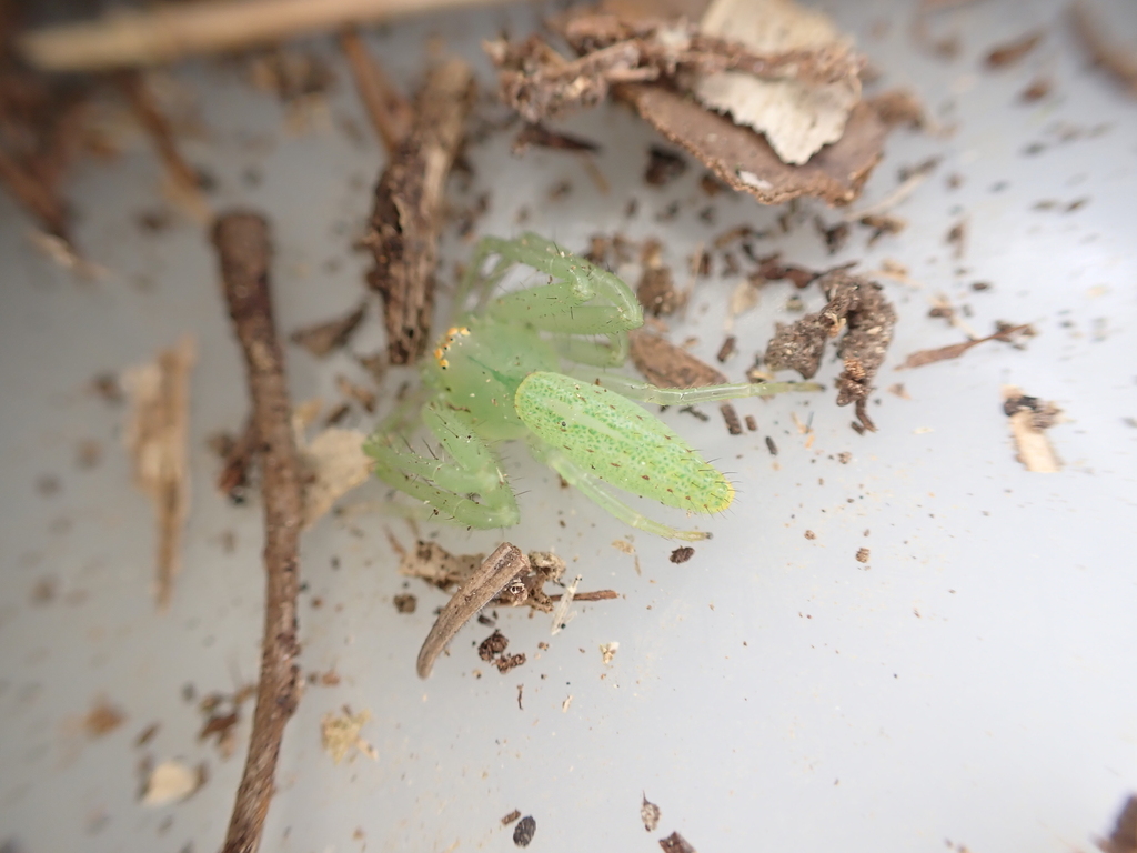 Oxytate striatipes in January 2024 by ケシカタ · iNaturalist