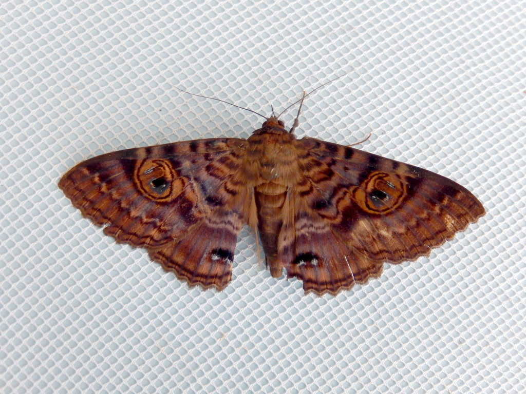 Granny's Cloak Moth from Sydney NSW, Australia on November 26, 2024 at 09:08 AM by Jack Crosbie ...