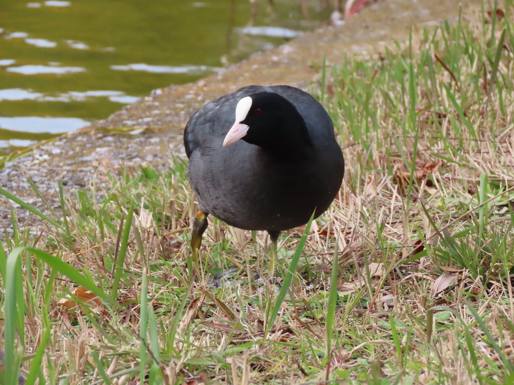 Eurasian coot from Uenokoen, Taito City, Tokyo 110-0007, Japan on ...