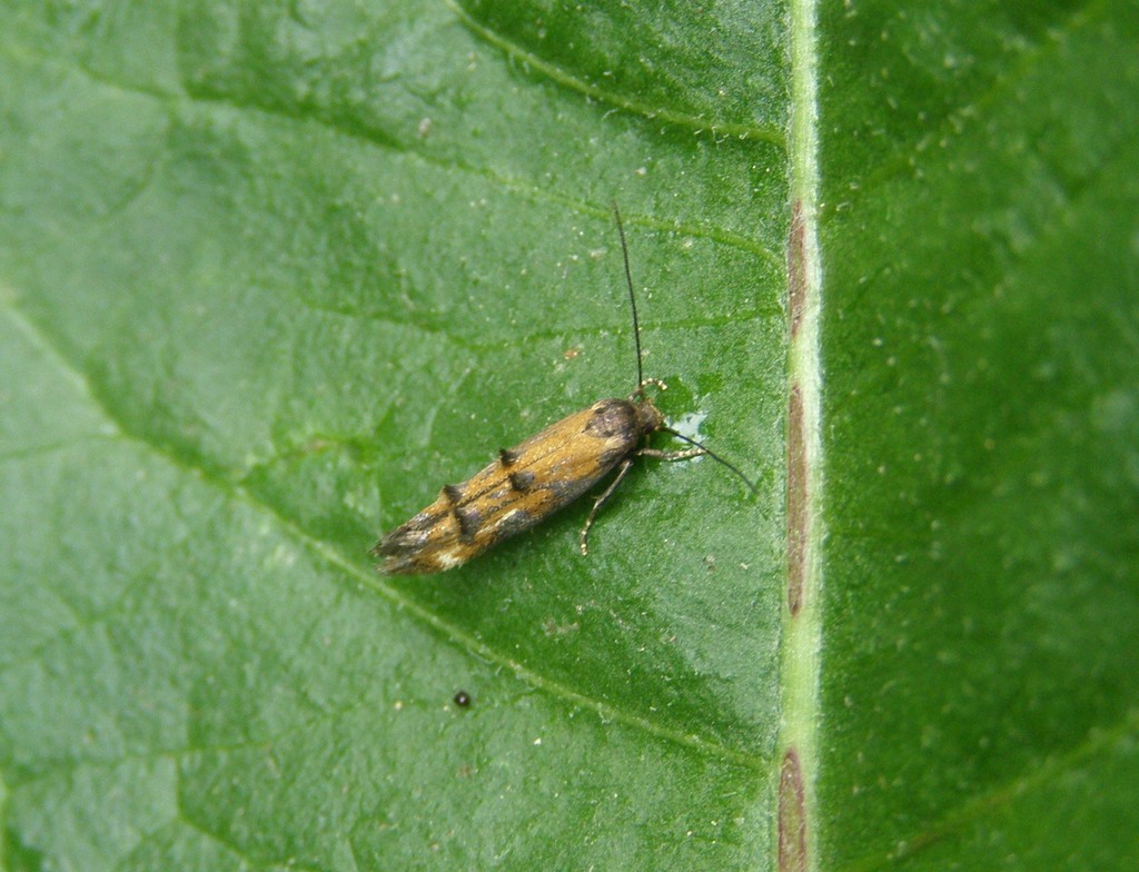 Mompha idaei from Чеховский р-н, Московская обл., Россия on June 10 ...