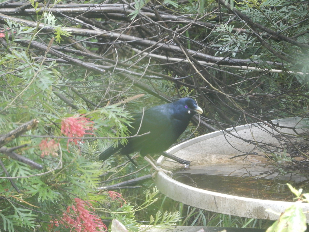 Satin Bowerbird from Upper Tooloom NSW 2475, Australia on November 22 ...