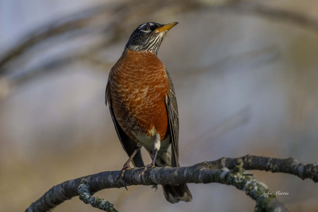 American Robin from Rutledge Acres, Gaffney, SC, USA on November 25 ...