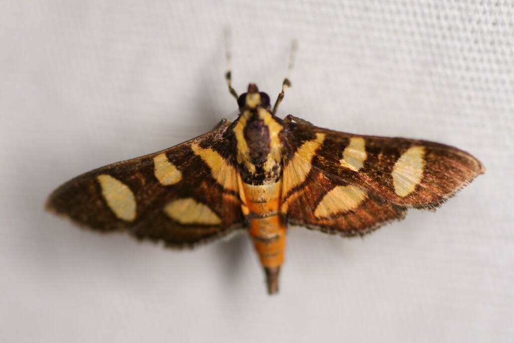 Orange-spotted Flower Moth from South Baton Rouge, Baton Rouge, LA, USA ...