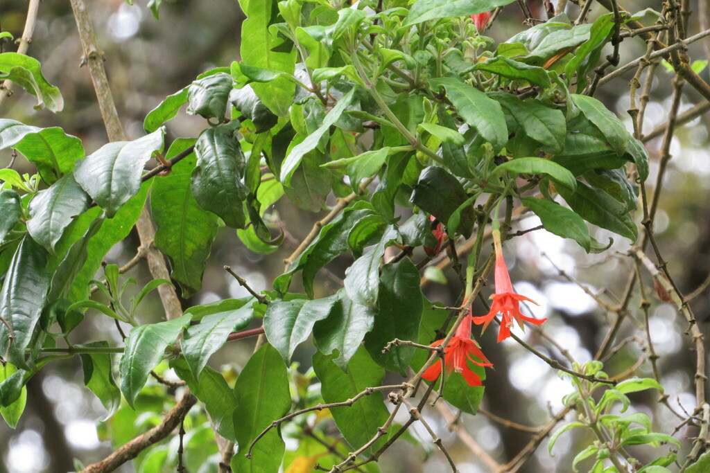 Fuchsia venusta from San Antonio Del Tequendama, Cundinamarca, Colombia ...