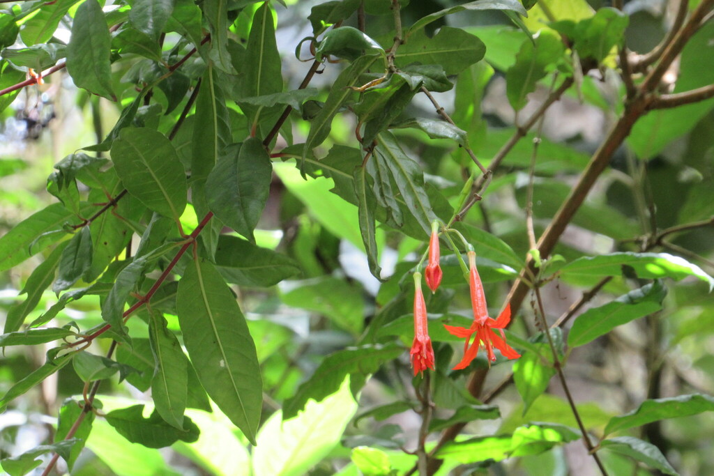 Fuchsia venusta from San Antonio Del Tequendama, Cundinamarca, Colombia ...