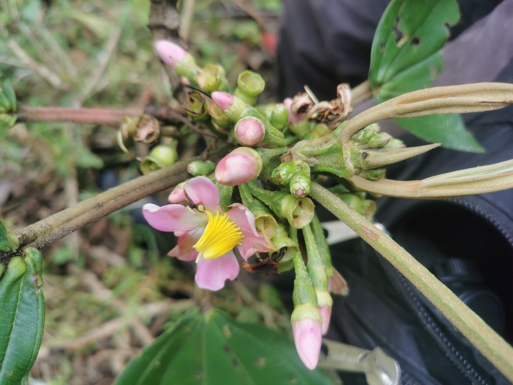 Blakea superba in October 2024 by Mario Gómez · iNaturalist