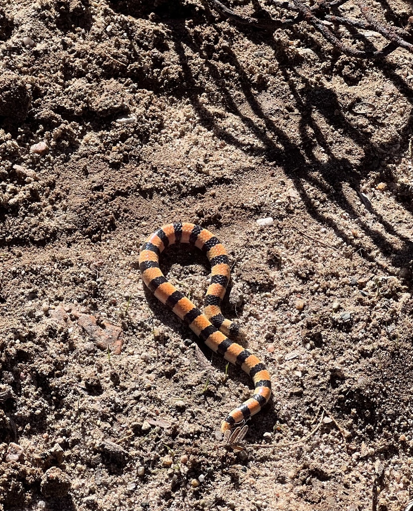 Banded Sand Snake from Jack Burden Rd, Wickenburg, AZ, US on January 27 ...