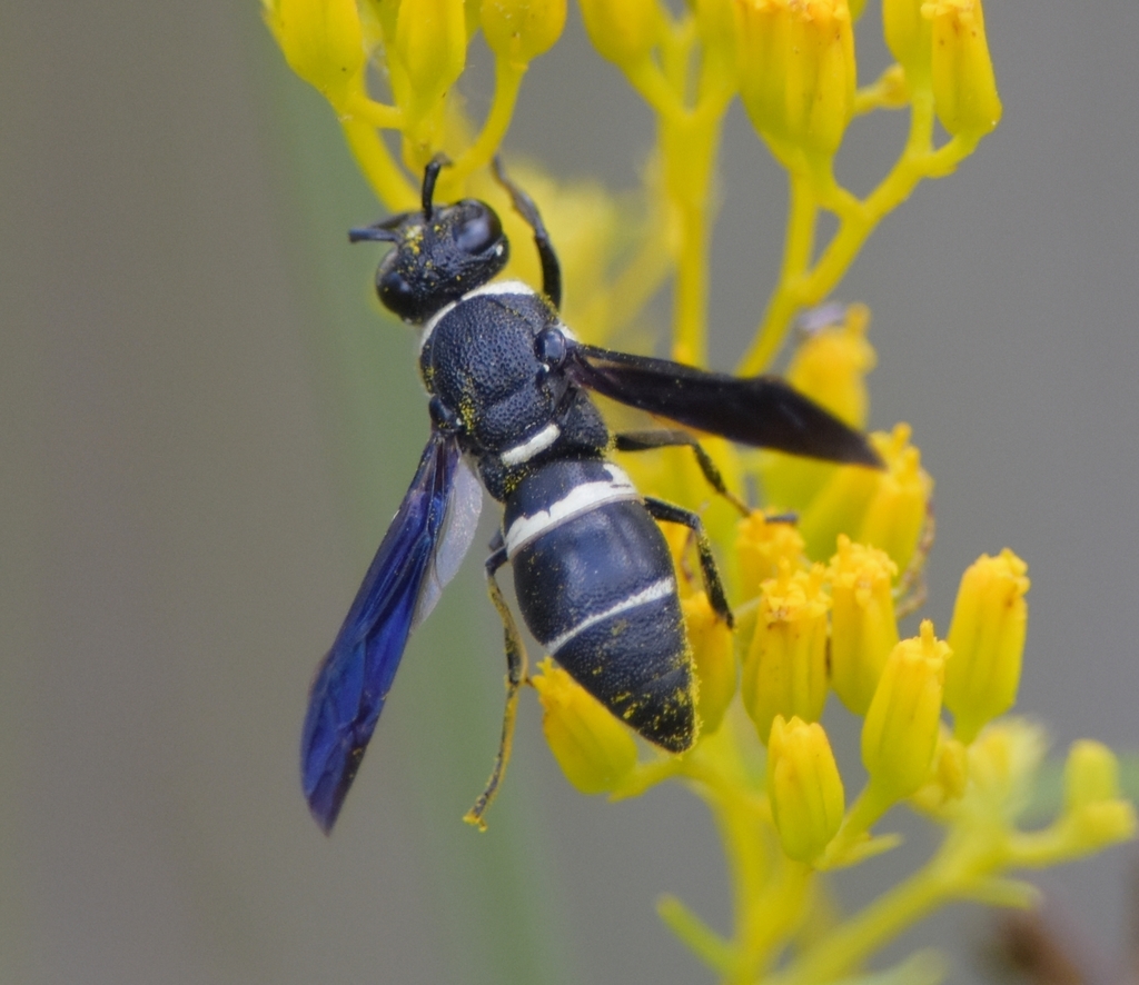 Grand Mason Wasp from Monroe County, FL, USA on July 17, 2019 at 02:19 ...